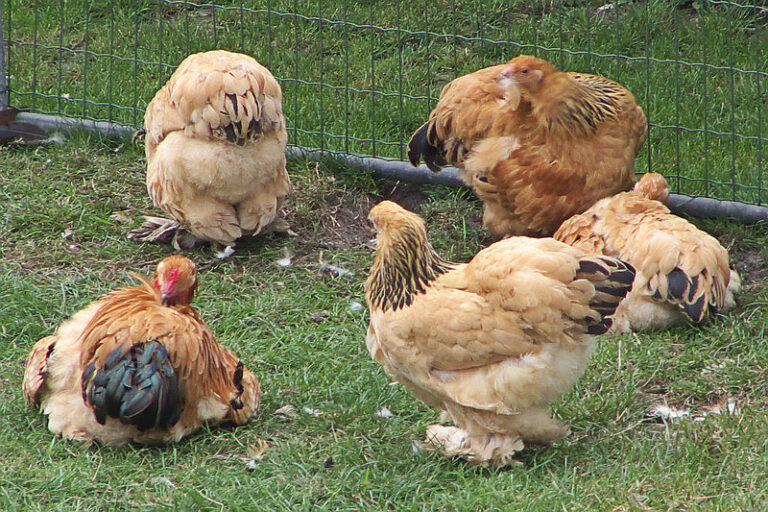 Brahma Chicken - Breed Profile - Backyard Poultry